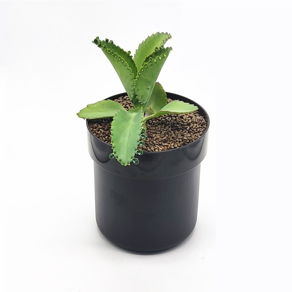 Plant Wifi Hidden Camera Bathroom Spy Camera real 4k HD DVR - Spy ...